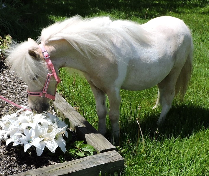 white mini horses