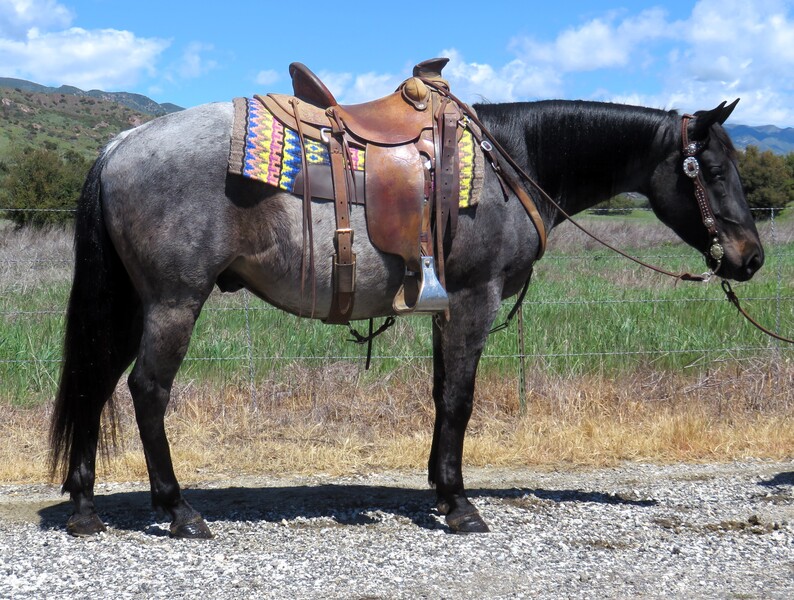 4 YEAR OLD 15 HAND BLUE ROAN GELDING +++VIDEO+++ For Sale in Ventura ...