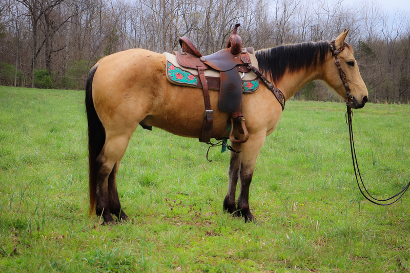 BEGINNER FRIENDLY YOUTH RIDDEN BUCKSKIN QUARTER HORSE GELDING, ANYONE CAN RIDE, SAFE, HONEST ...