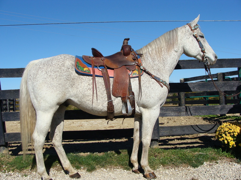 KID BROKE AND BEGINNER SAFE GRAY QUARTER HORSE GELDING, ANYONE CAN RIDE ... KID BROKE AND BEGINNER SAFE GRAY QUARTER HORSE GELDING, ANYONE CAN RIDE ...
