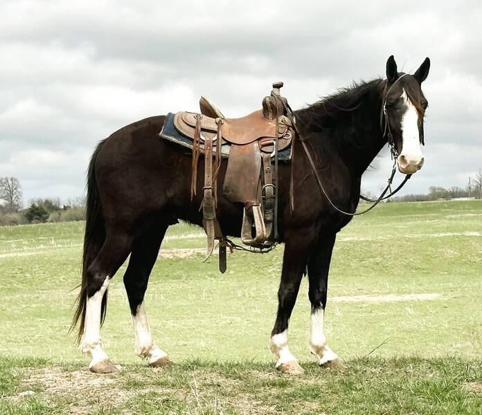 Online Auction - Horsezip.com - Gorgeous Loud Colored Black Missouri ...