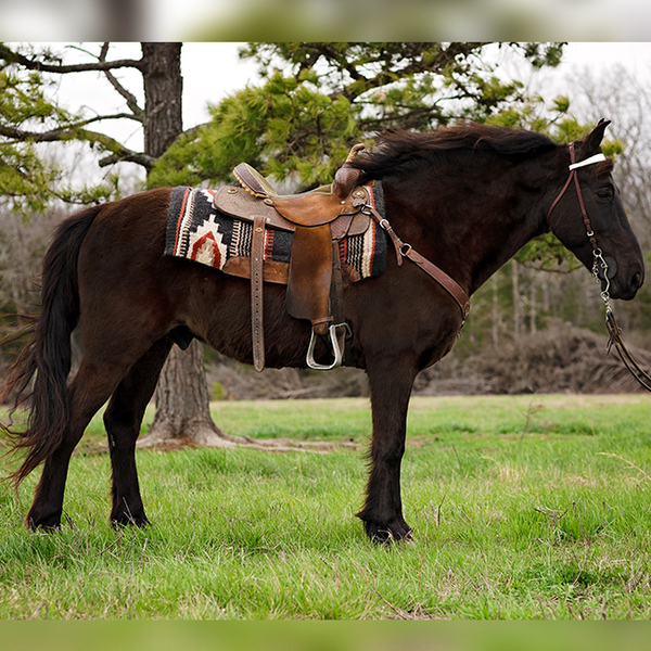 Online Auction - Horsezip.com - Good Looking Black Missouri Fox Trotter ...