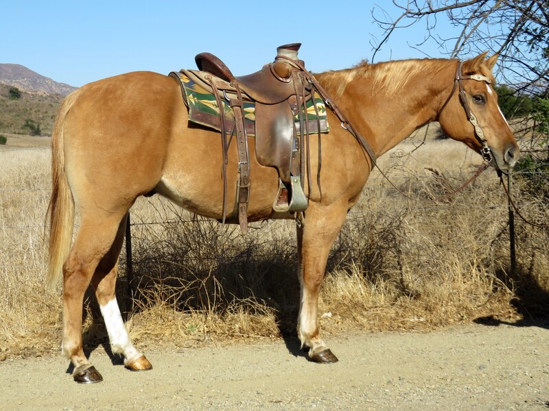 Red Dun Gelding Quarter Horses for Sale