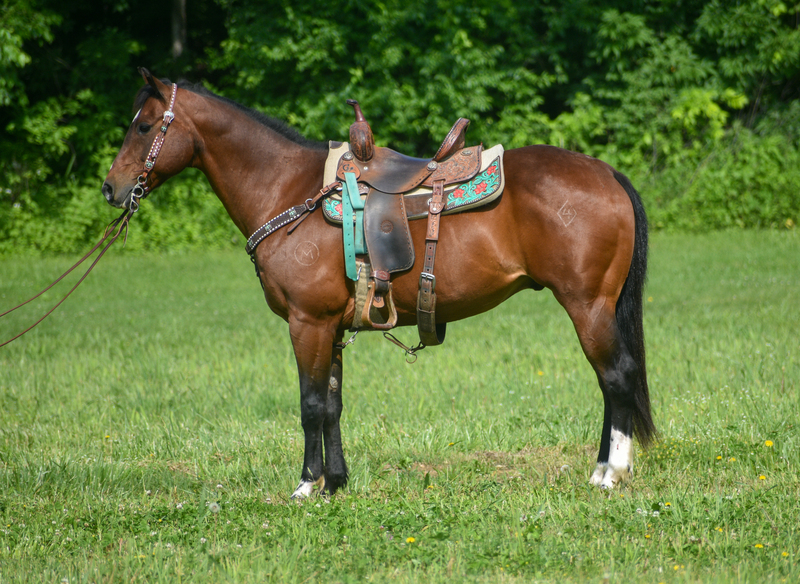 Quarter Horse Bay Gelding