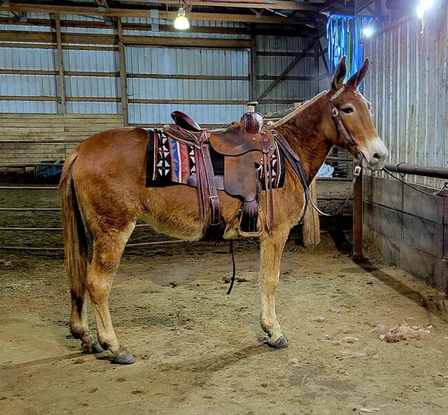 Online Auction - Horsezip.com - One-of-a-Kind Mule Ranch, Trail, Packs ...