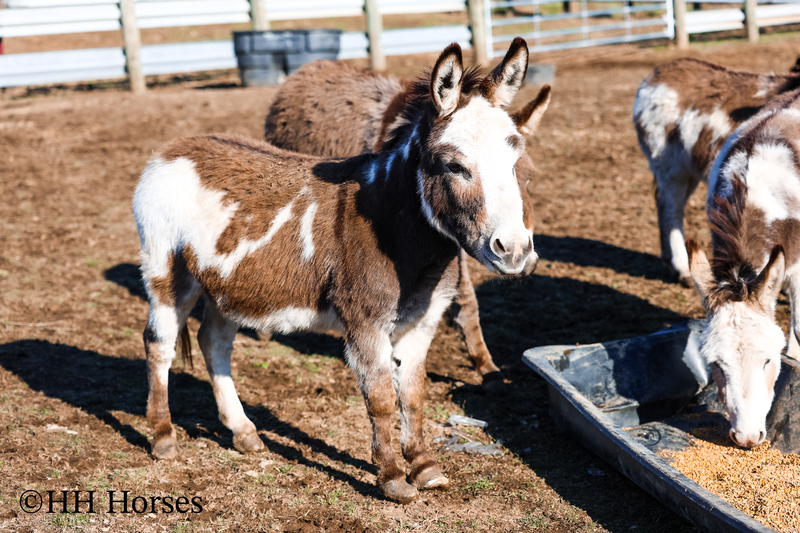 HERD OF OVERO MINIATURE PAINT DONKEYS, BRED JENNIES, AND ONE JACK For ...