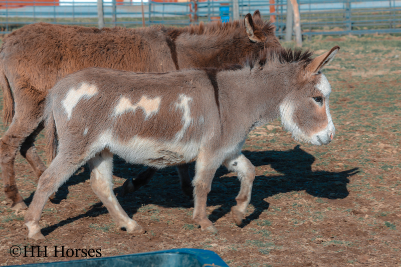 HERD OF OVERO MINIATURE PAINT DONKEYS, BRED JENNIES, AND ONE JACK For ...