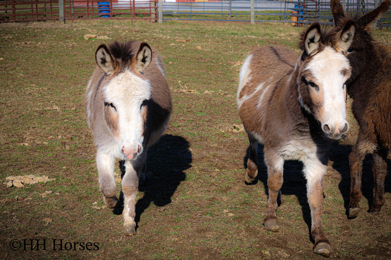 HERD OF OVERO MINIATURE PAINT DONKEYS, BRED JENNIES, AND ONE JACK For ...