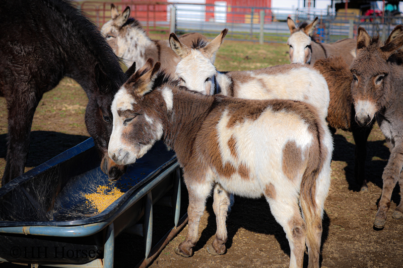 HERD OF OVERO MINIATURE PAINT DONKEYS, BRED JENNIES, AND ONE JACK For ...