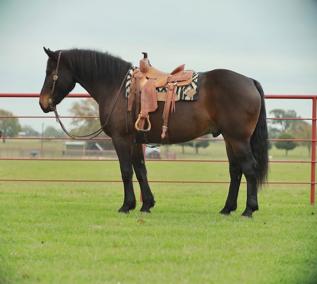 7 YEAR OLD 17.1 HAND DRAFT CROSS For Sale in Ventura, California ...