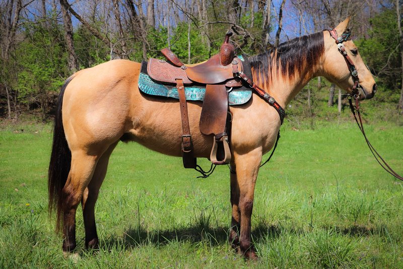 SUPER NICE PROFESSIONALLY TRAINED AQHA GOLDEN BUCKSKIN GELDING, WORKS ...