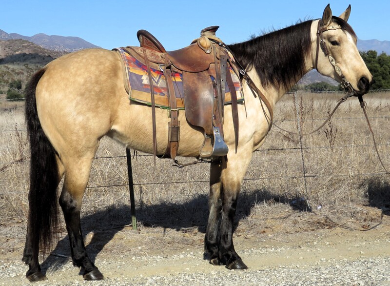 Buckskin Horses Horses for Sale