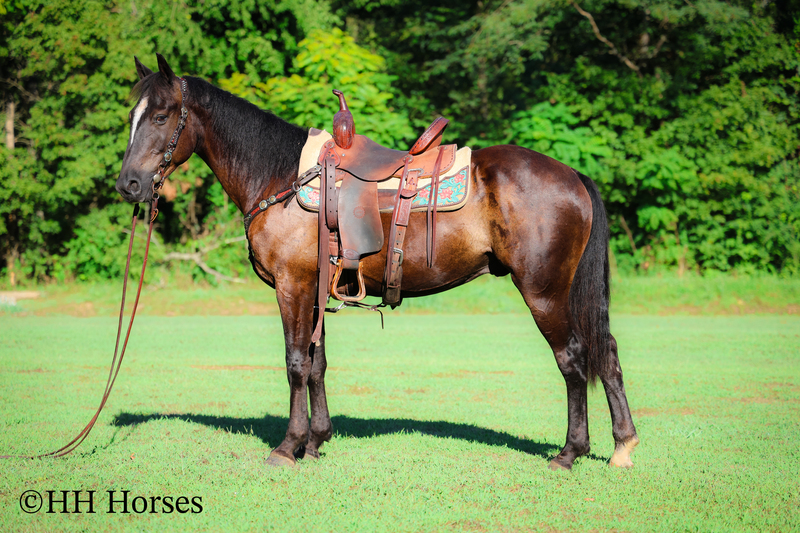 Quarter Horses for Sale