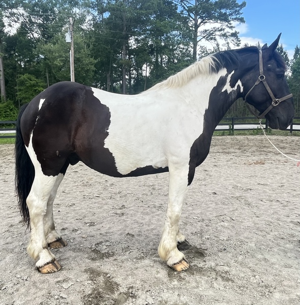 Spotted draft gelding | HorseClicks