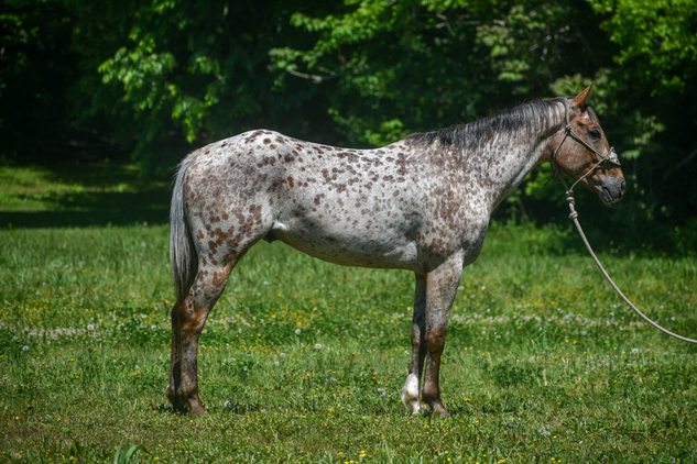 Grey Appaloosa Horse