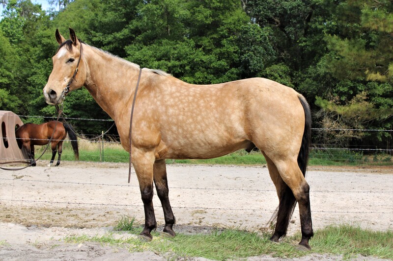Flashy Buckskin Ranch Horse | HorseClicks