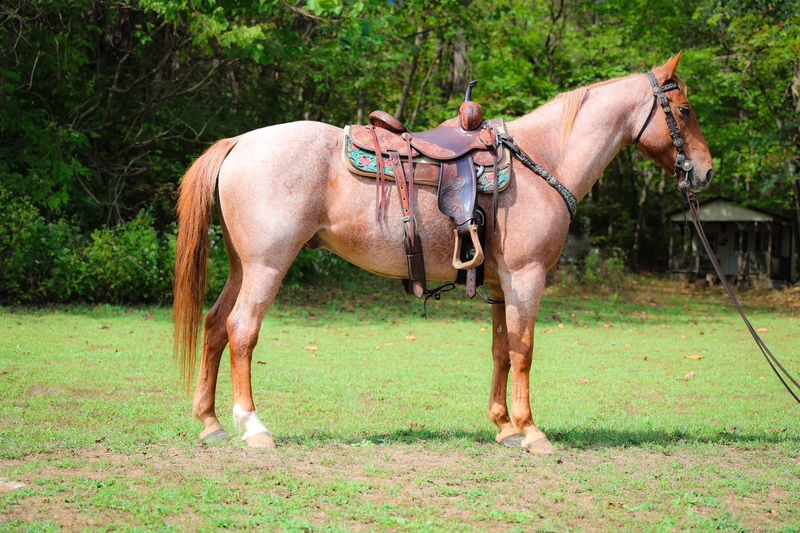 HANDY, FUN, ATHLETIC, AND RESPONSIVE RED ROAN QUARTER HORSE GELDING ...