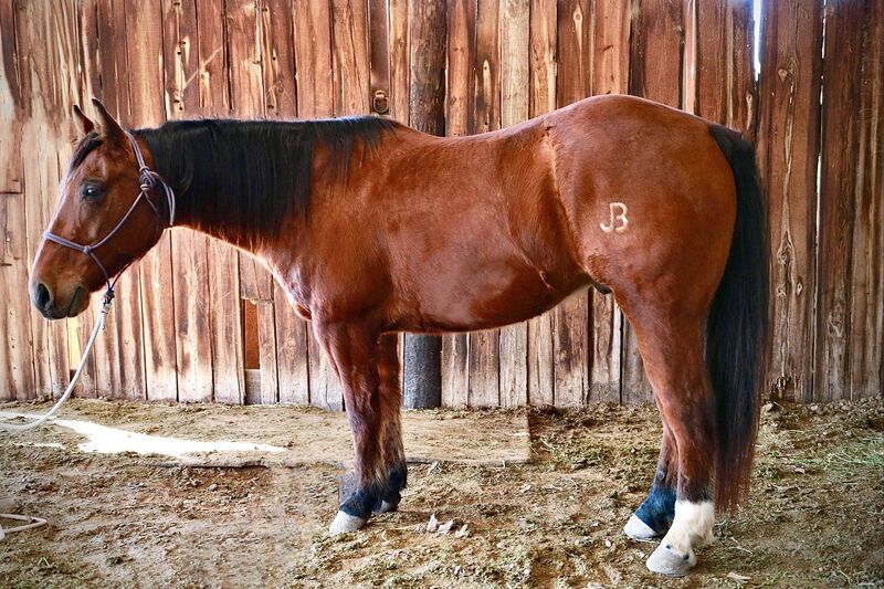 Ranch Versatility Horse | HorseClicks