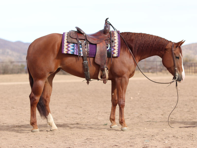 4 Year Old AQHA Mare by Wimpys Little Colonel For Sale in Yavapai ...