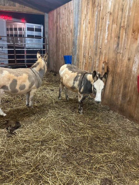 Spotted mini Jenny donkeys For Sale in Wake, North Carolina, United ...