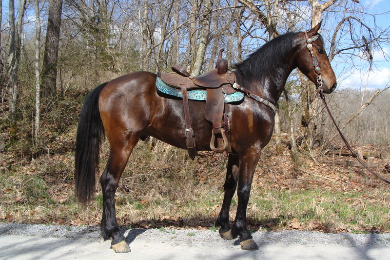 SUPER PRETTY & SMART REGISTERED BAY FRIESIAN SPORT HORSE GELDING, RIDES ...