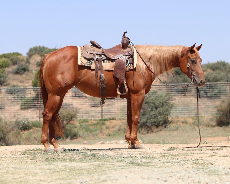2019 AQHA Reining/Ranch Riding/Trail Mare For Sale in Yavapai, Arizona ...