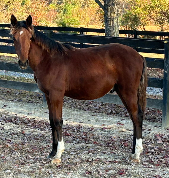 Rocky Mountain Horses for Sale