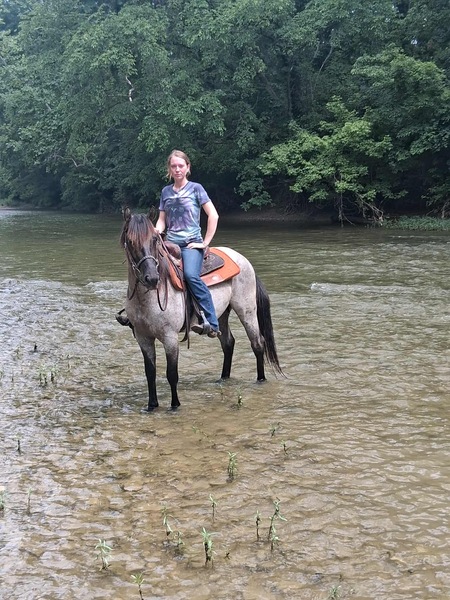 Stunning Well Bred Grullo Roan Colt For Sale in Pike, Ohio, United ...