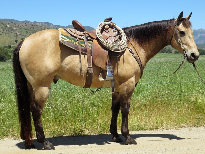 8 YEAR OLD 15+ HAND BUCKSKIN | HorseClicks