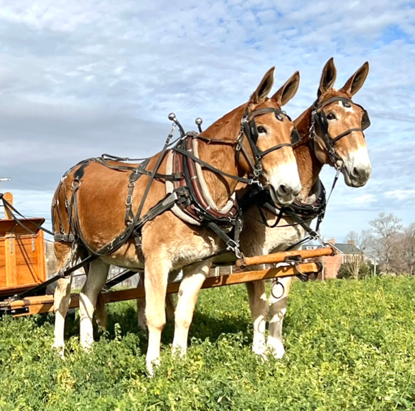 Belgian Draft Mule