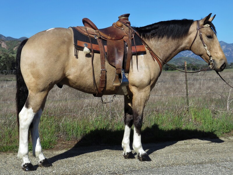 Silver Buckskin Quarter Horse