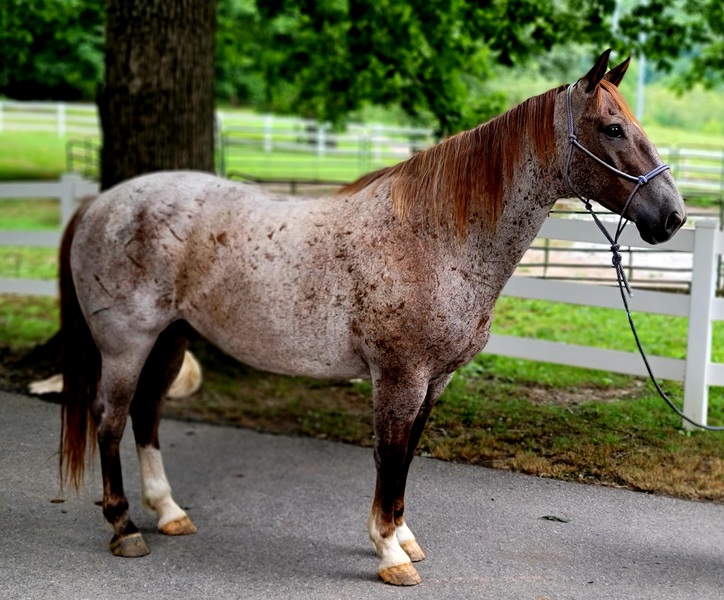 Red Roan Draft Horses for Sale