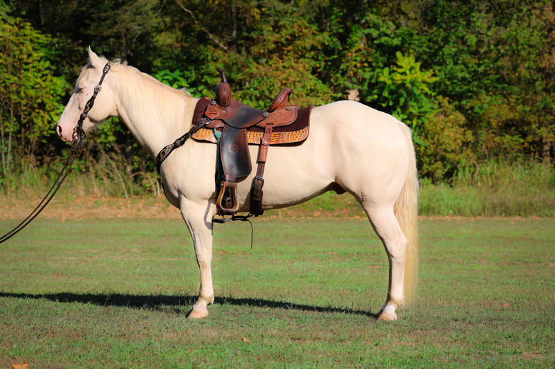 Quarter Horses for Sale