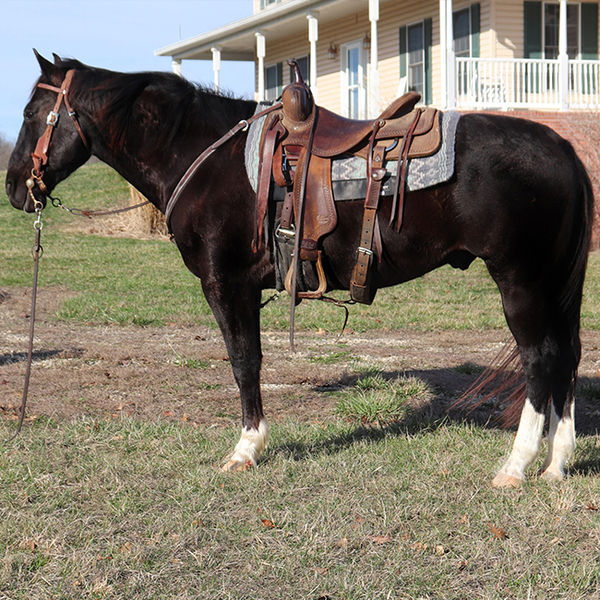 Online Auction - Horsezip.com - Beautiful Gentle & Easy Going Black ...