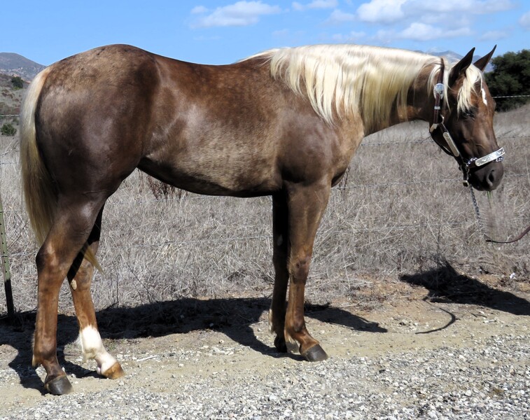 2 Year Old Chocolate Palomino Filly For Sale in Ventura, California ...