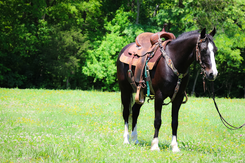 Gelding Horses for Sale