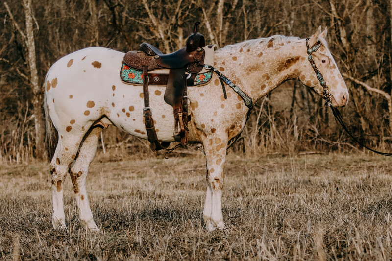 Leopard Appaloosa Stallion