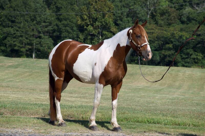 14.2 Experienced Spotted Trail Horse For Sale in Murray, Georgia ...