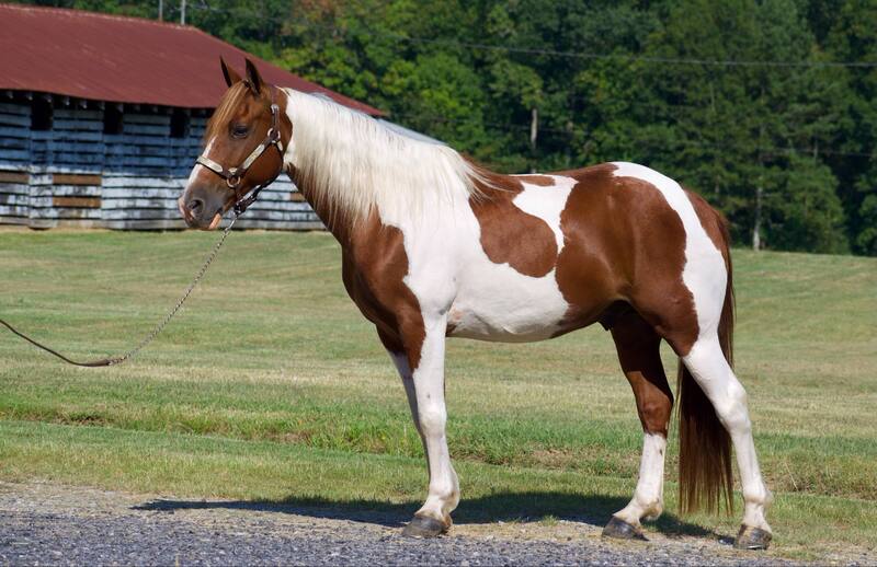 14.2 Experienced Spotted Trail Horse For Sale in Murray, Georgia ...