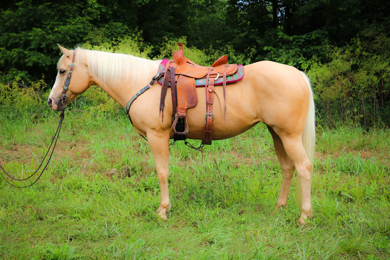 Palomino Quarter Horses