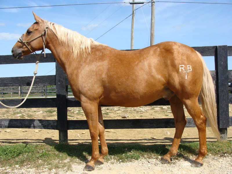 VERY WELL BROKE GOLDEN PALOMINO QUARTER HORSE GELDING, GENTLE For Sale ... VERY WELL BROKE GOLDEN PALOMINO QUARTER HORSE GELDING, GENTLE For Sale ...