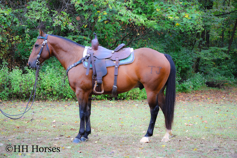 Quarter Horses for Sale