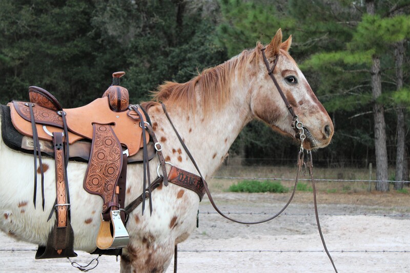 Pretty Appaloosa Trail Horse Gelding! | HorseClicks