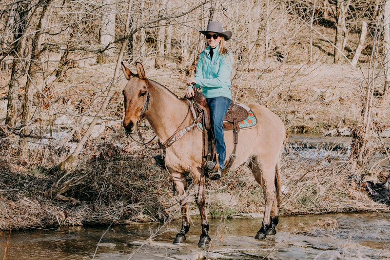 FANCY LINE BACK DUN JOHN MULE, TRAIL RIDES, CHECKS CATTLE | HorseClicks