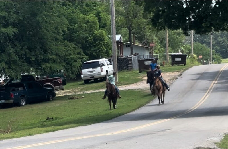 Beautiful Liver Chestnut Trail/Ranch SMOOTH riding Gelding! For Sale in ...