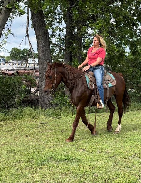 Beautiful Liver Chestnut Trail/Ranch SMOOTH riding Gelding! For Sale in ...