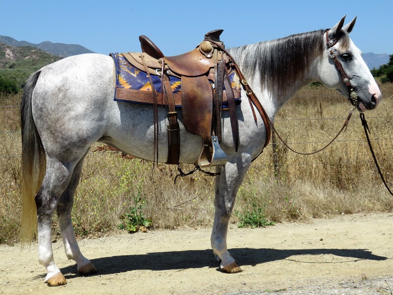7 YEAR OLD 14.2 HAND GRAY MARE ***VIDEO*** For Sale in Ventura ...
