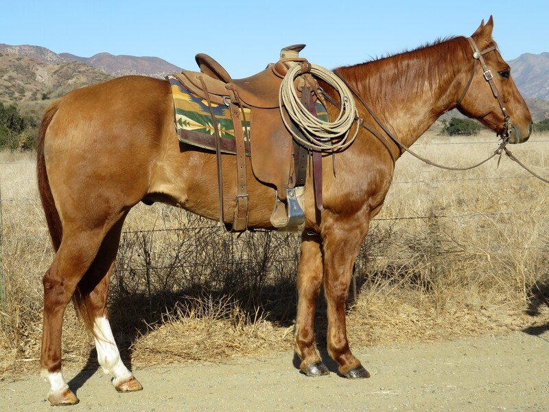 Red Dun Gelding Horses for Sale Jerviss Quarter Horses, Oak View