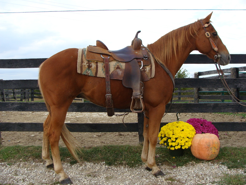 SUPER WELL BROKE SORREL QUARTER HORSE GELDING, USED FOR RANCH WORK AND ... SUPER WELL BROKE SORREL QUARTER HORSE GELDING, USED FOR RANCH WORK AND ...
