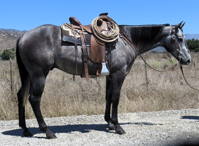 5 YEAR OLD 15.2+ HAND STEEL GRAY GELDING ***VIDEO*** For Sale in ...